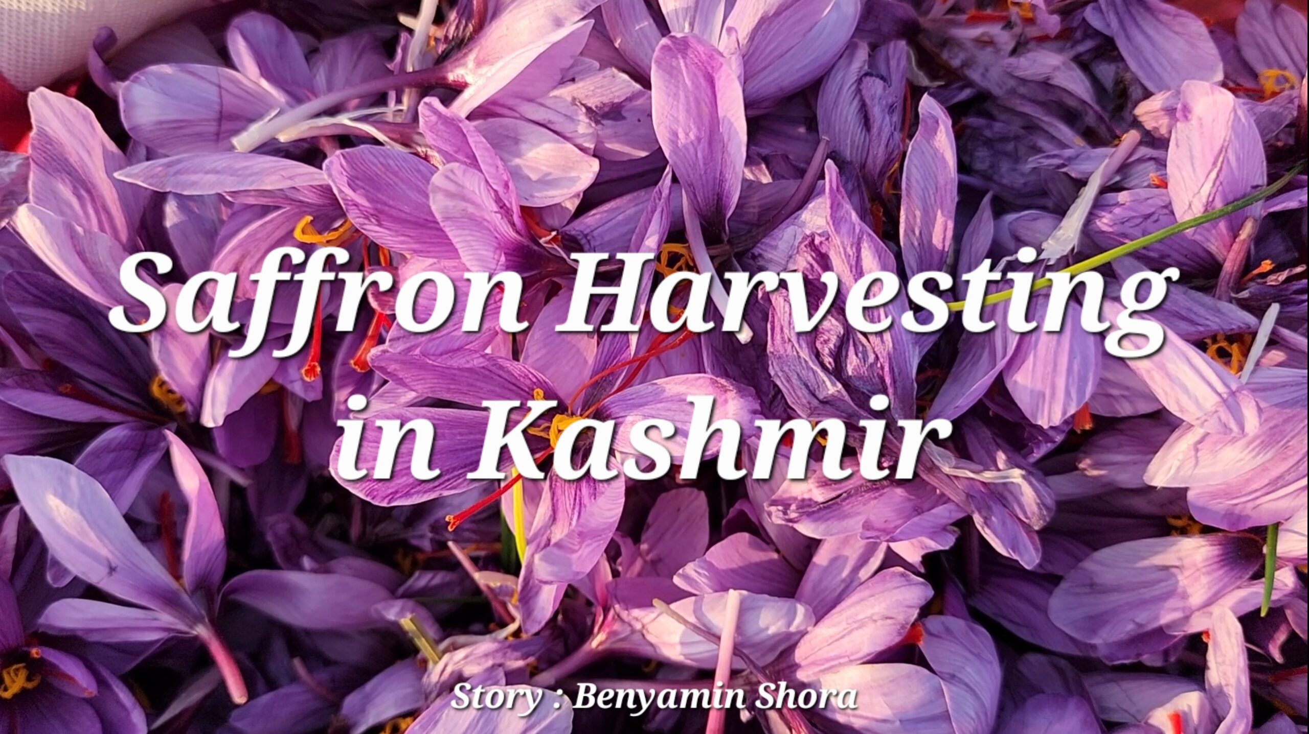 Saffron Harvesting In Tamil Nadu at Ryder Virtue blog